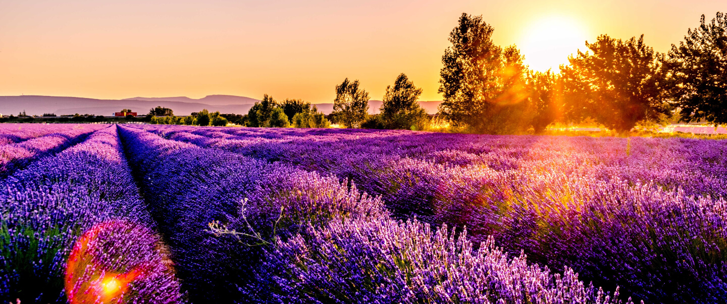 What Does Lavender Do? | Air Wick UK